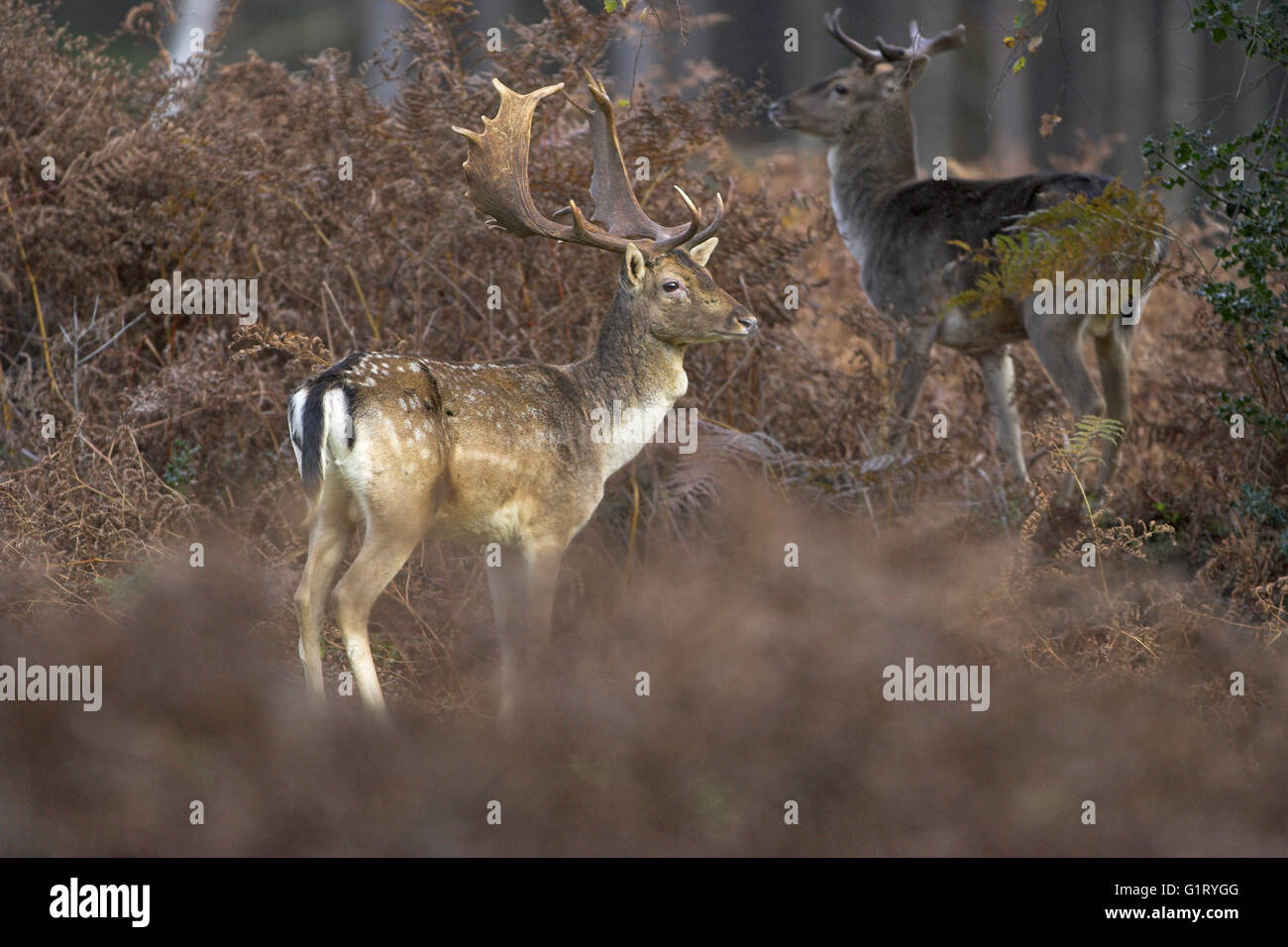 Fallow deer Dama dama mature male in autumn Linwood New Forest National ...