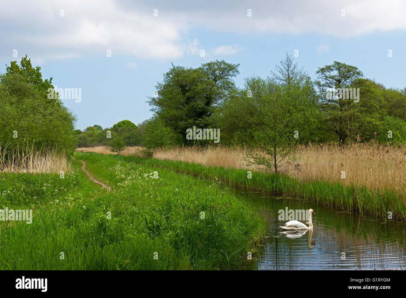 Carlton Marshes a Suffolk Wildlife Trust nature reserve, near Lowestoft ...