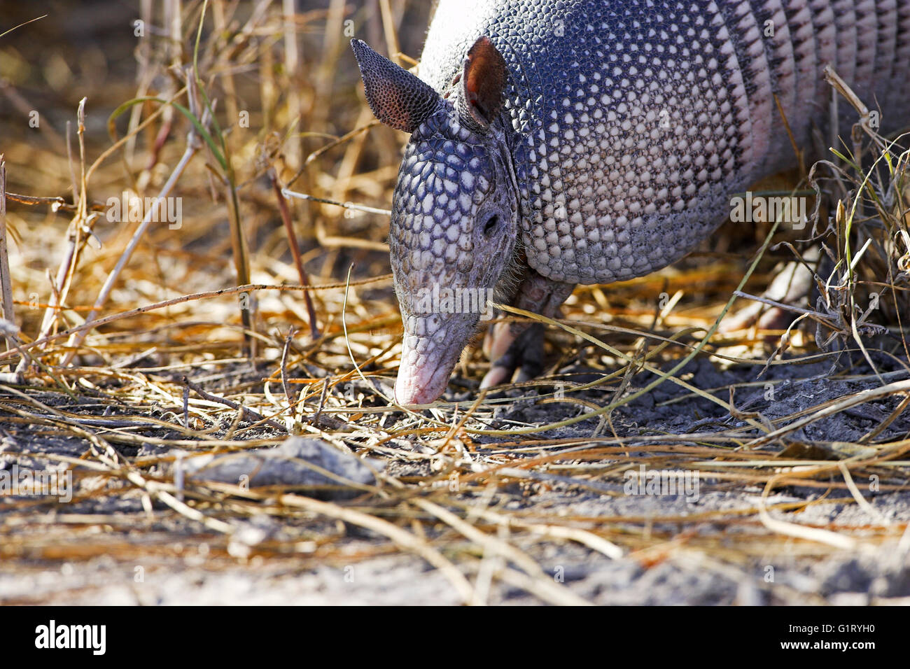 Nine-banded armadillo Dasypus novemcinctus Santa Ana National Wildlife ...