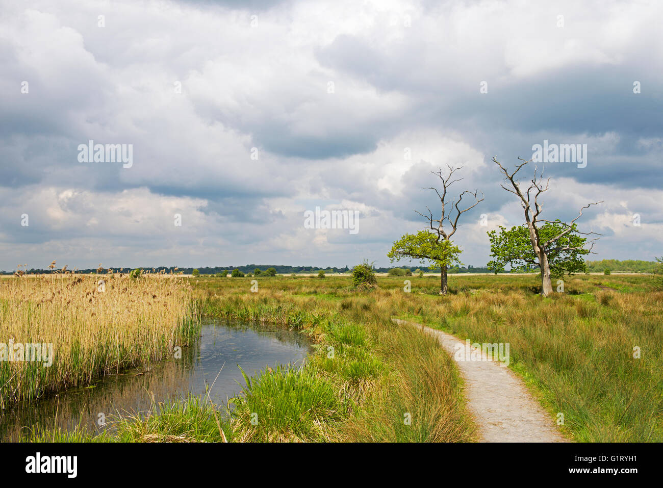 Carlton Marshes a Suffolk Wildlife Trust nature reserve, near Lowestoft ...