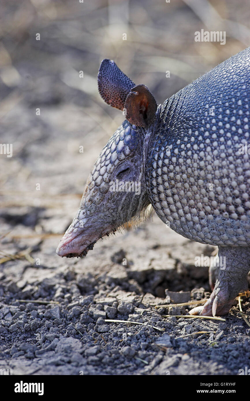 Nine banded armadillo hi-res stock photography and images - Alamy