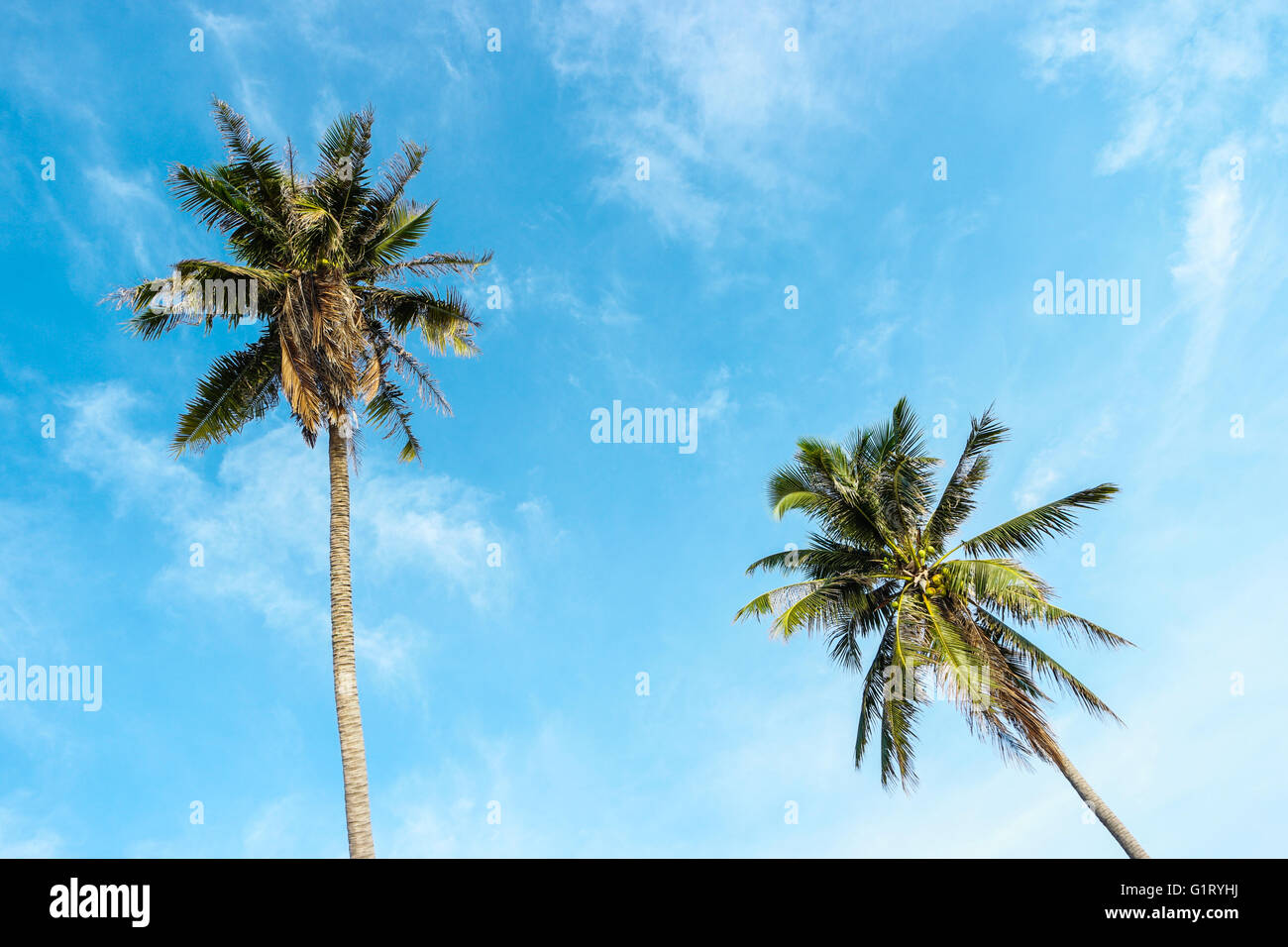 Two Coconut tree with bright sky background Stock Photo - Alamy