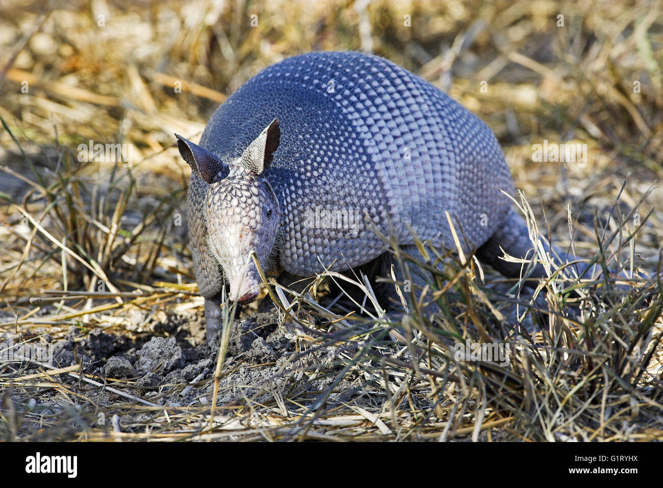 Armadillo dasypus novemcinctus hi-res stock photography and images - Alamy