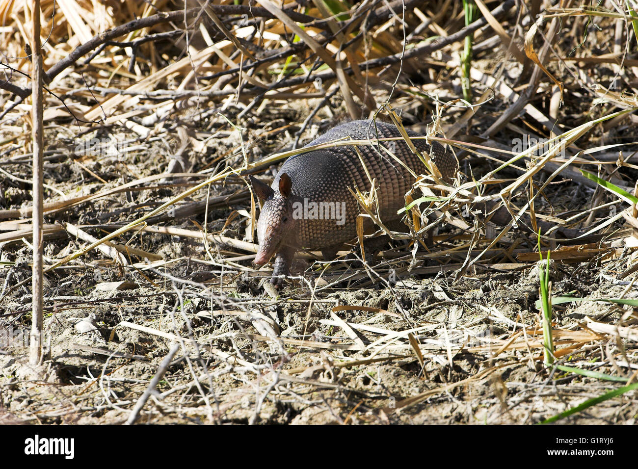 Armadillo dasypus novemcinctus hi-res stock photography and images - Alamy