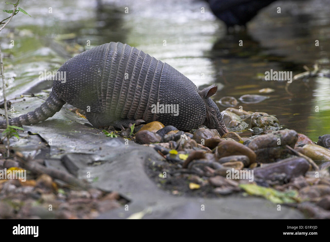 Nine-banded armadillo Dasypus novemcinctus drinking from artificial ...