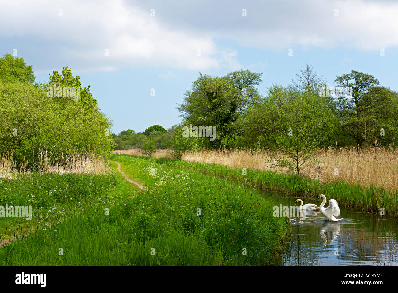 Carlton Marshes a Suffolk Wildlife Trust nature reserve, near Lowestoft ...
