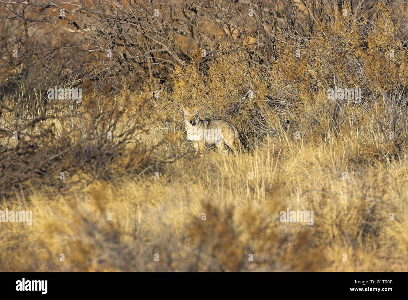 Coyote Canis latrans Bosque del Apache National Wildlife Refuge New ...