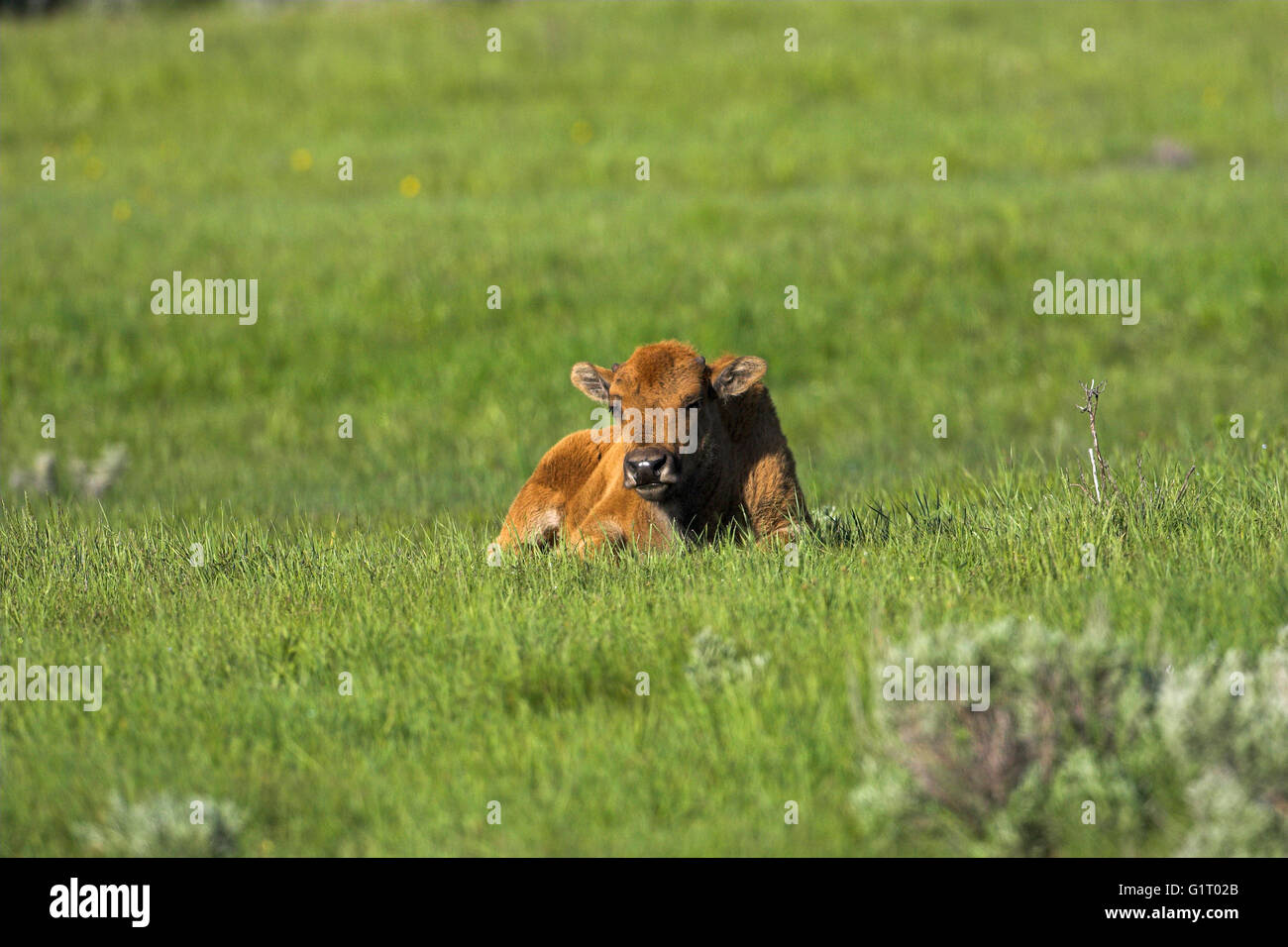 American bison Bison bison resting calf Yellowstone National Park ...