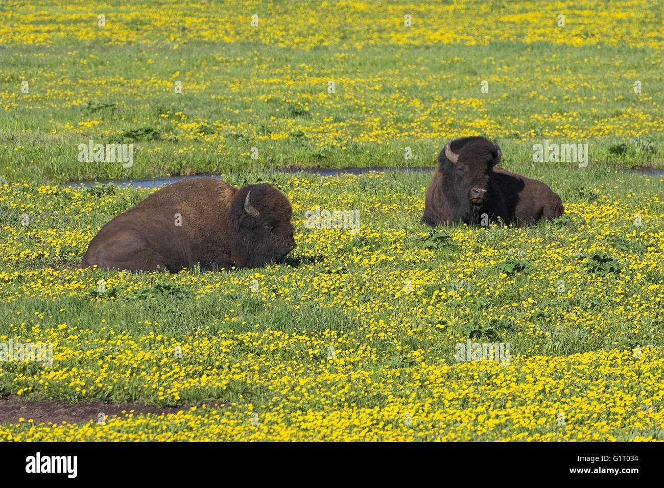American bison Bison bison resting males Yellowstone National Park ...