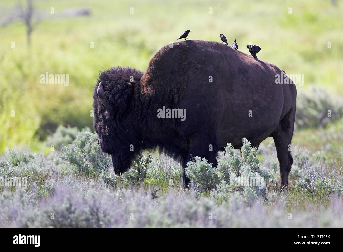 American bison male birds hi-res stock photography and images - Alamy