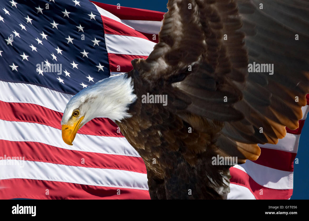 The Eagle and the flag, a symbol of the U.S.A Stock Photo - Alamy