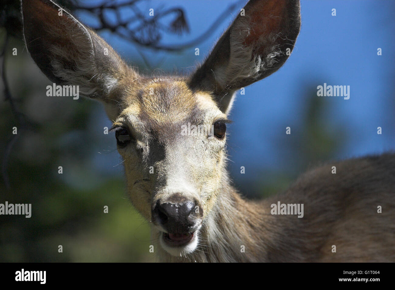 Mule deer odocoileus hemionus female hi-res stock photography and ...