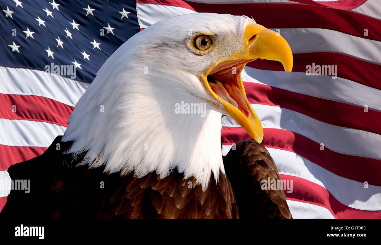 The Eagle and the flag, a symbol of the U.S.A Stock Photo - Alamy