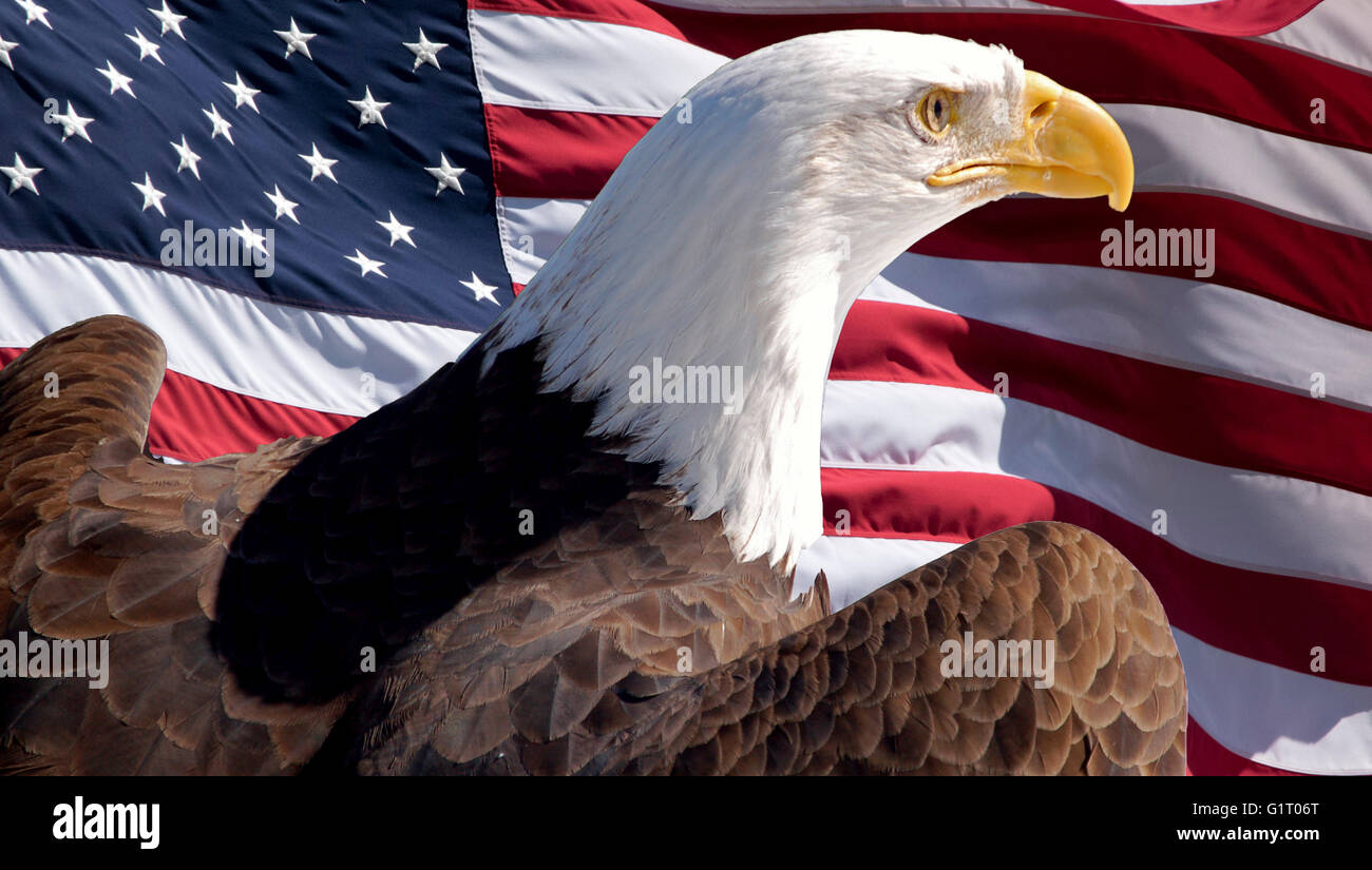 The Eagle and the flag, a symbol of the U.S.A Stock Photo - Alamy