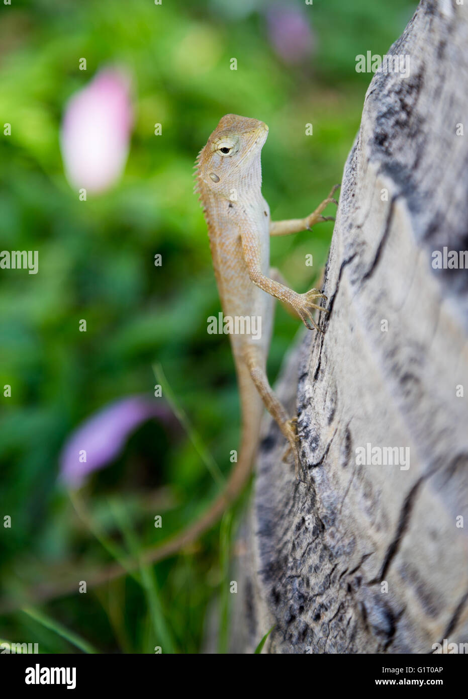 Lizard in Thailand sitting on a tree trunk Stock Photo - Alamy