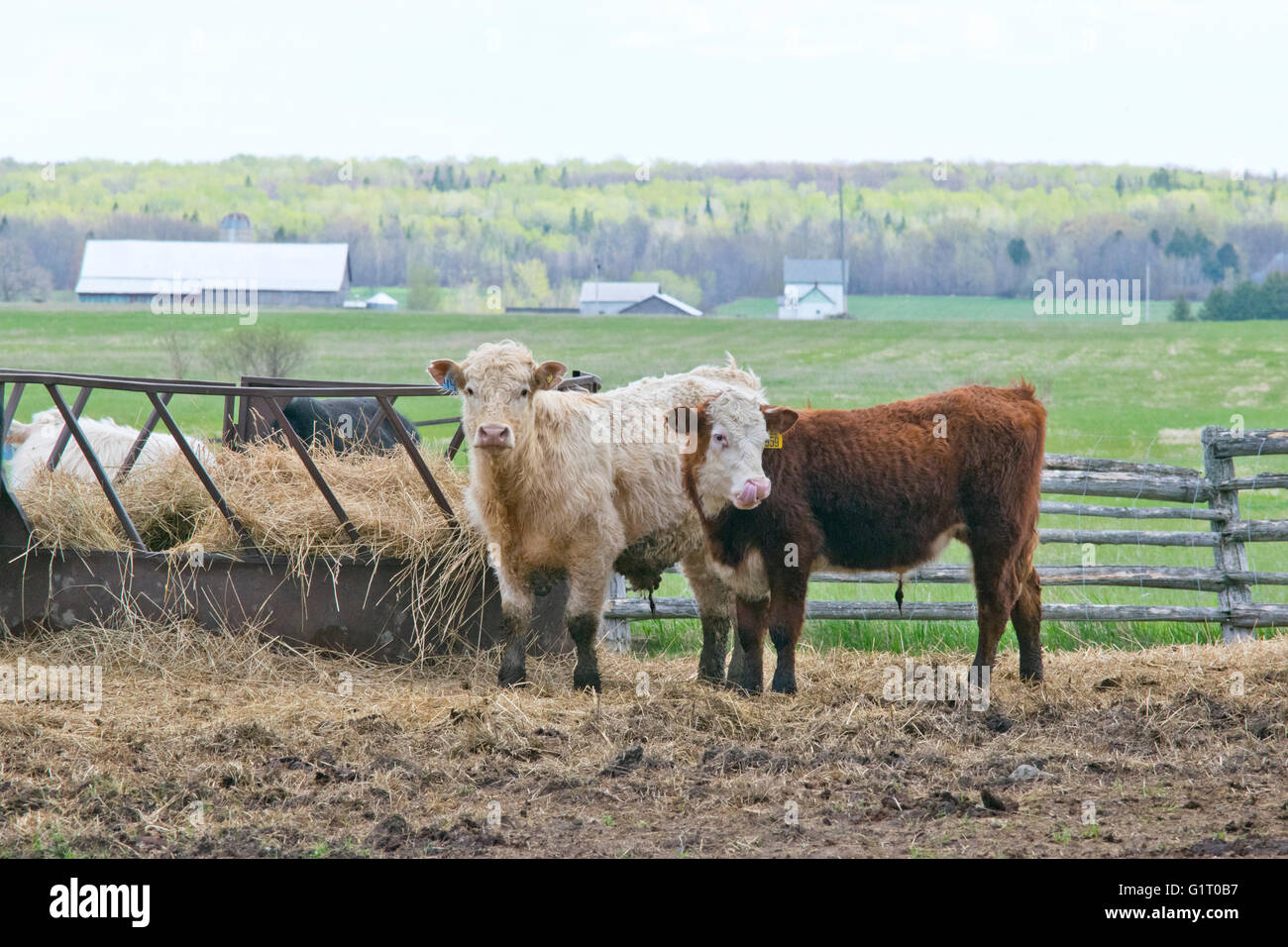 Steers cattle hi-res stock photography and images - Alamy
