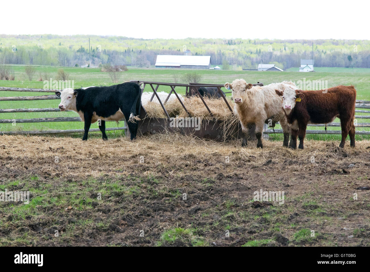 Steers hi-res stock photography and images - Alamy
