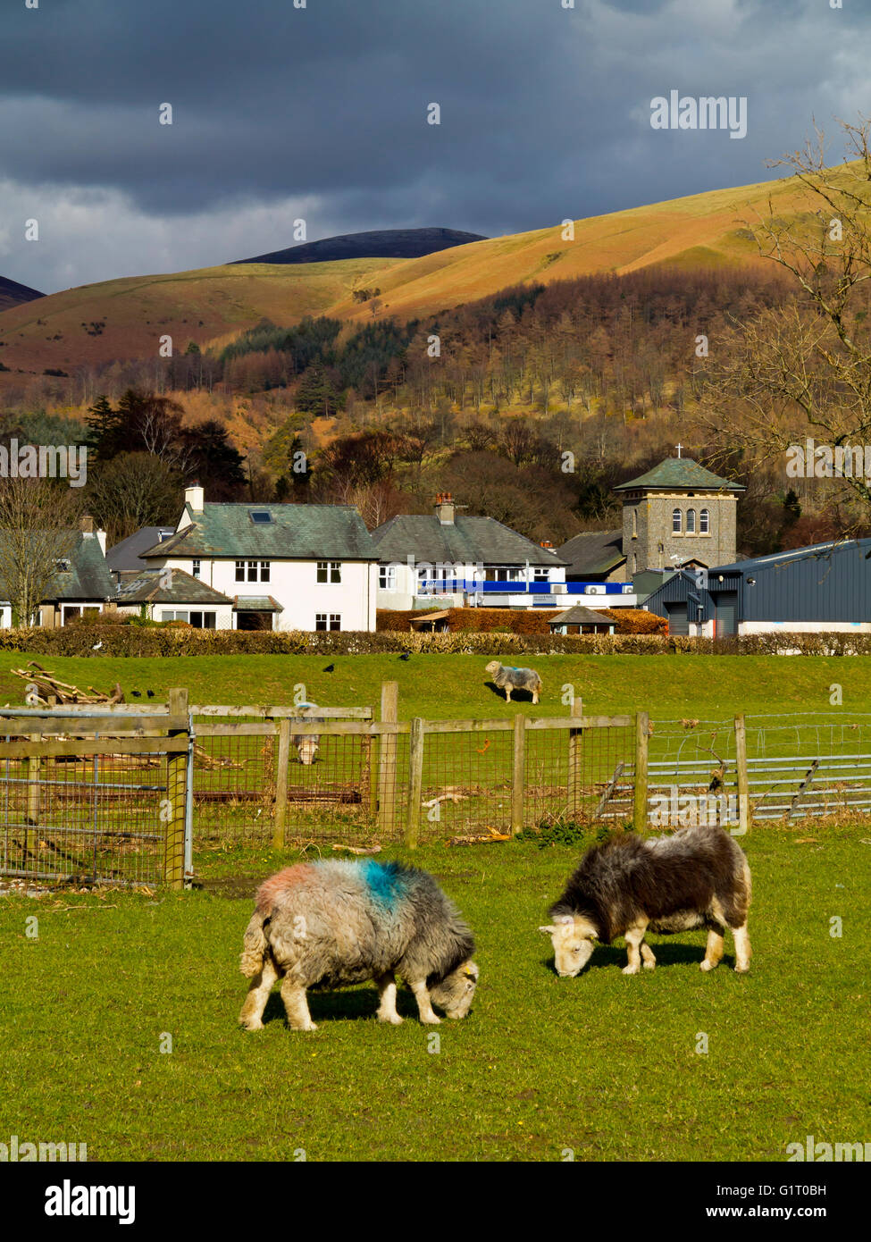 Sheep grazing in fields next to the town of Keswick in the Lake ...