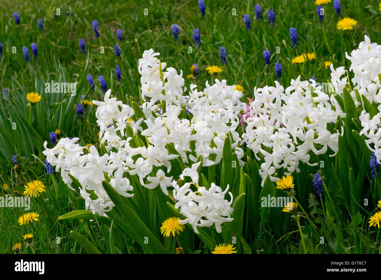 Common spring flowers the dandelion hi-res stock photography and images ...