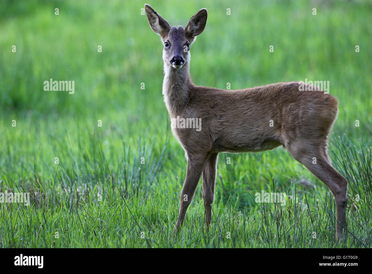 Roe deer Capreolus capreolus Avon Valley near Ringwood Hampshire ...