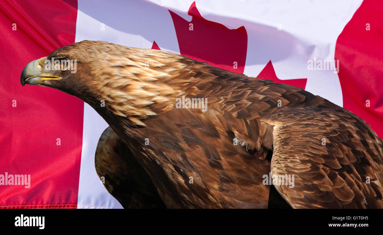 Golden eagle canadian flag hi-res stock photography and images - Alamy