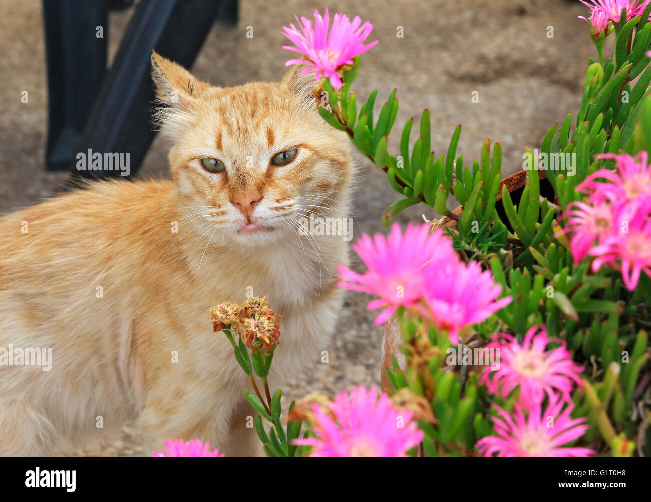 Red-haired cat on the flowers background Stock Photo - Alamy