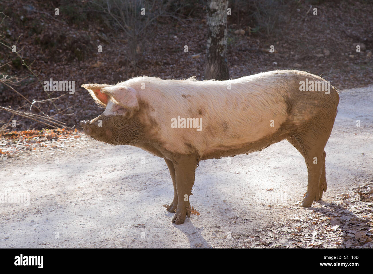 Wild pig in mountain Stock Photo - Alamy