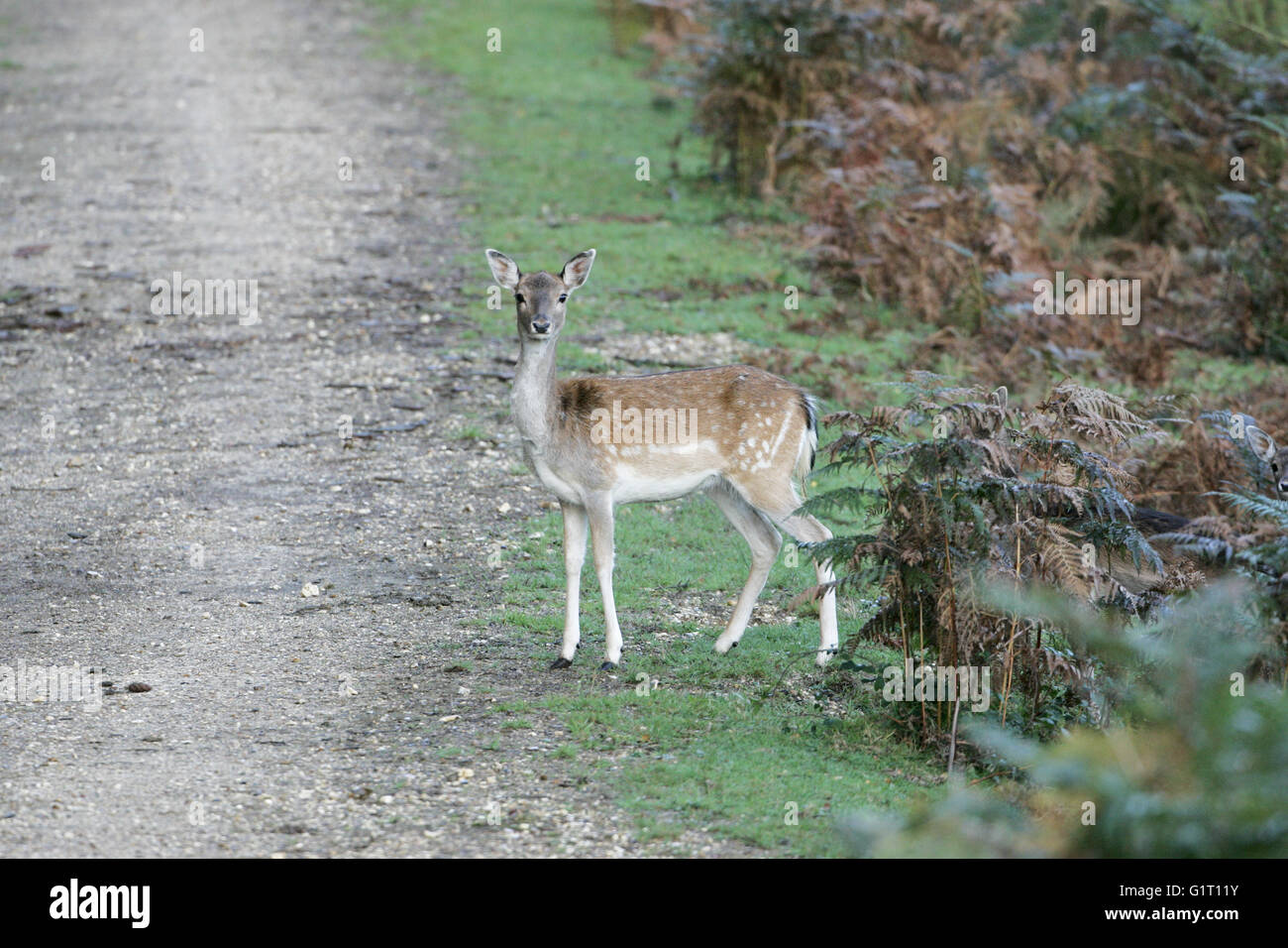 Fallow deer doe dama dama hi-res stock photography and images - Alamy