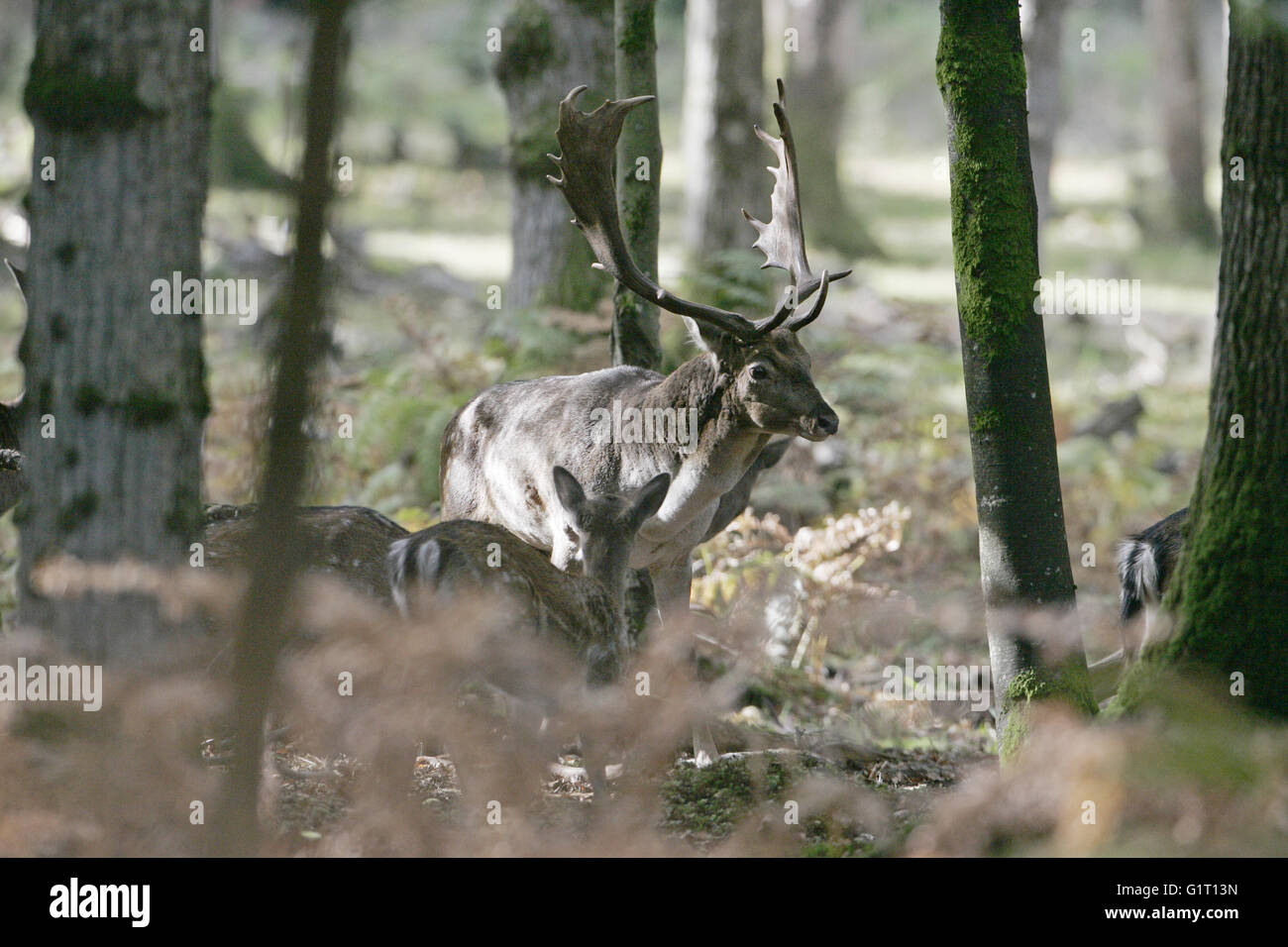 Fallow deer rut new forest hi-res stock photography and images - Alamy