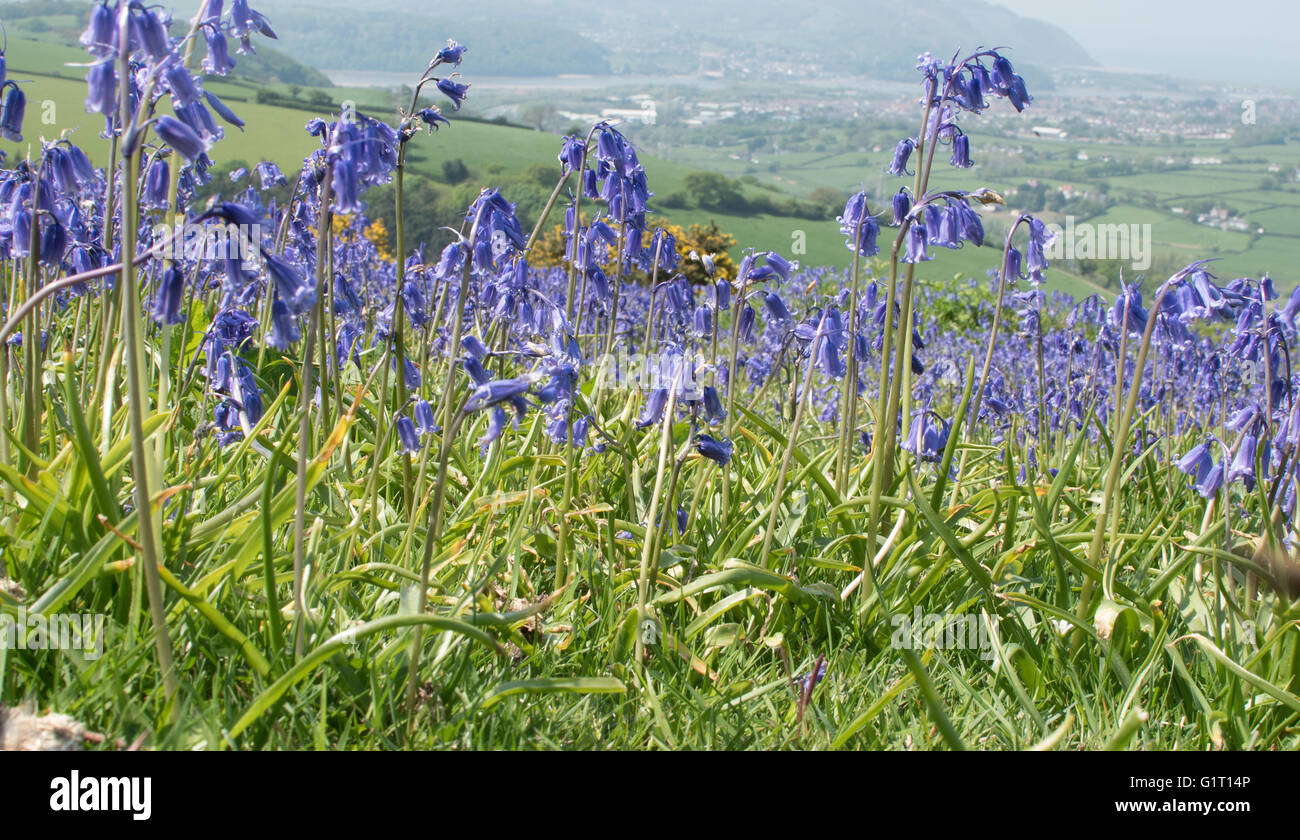 Beautiful field bluebells in hi-res stock photography and images - Alamy