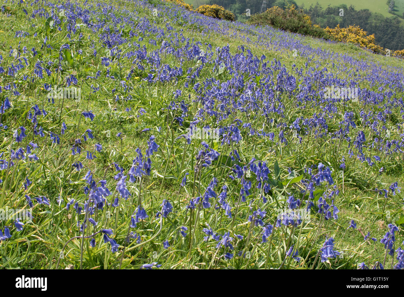 Bluebells in a field Stock Photo - Alamy