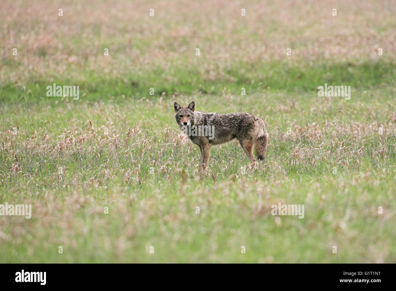Coyote Canis latrans in grassy field Kansas Stock Photo - Alamy