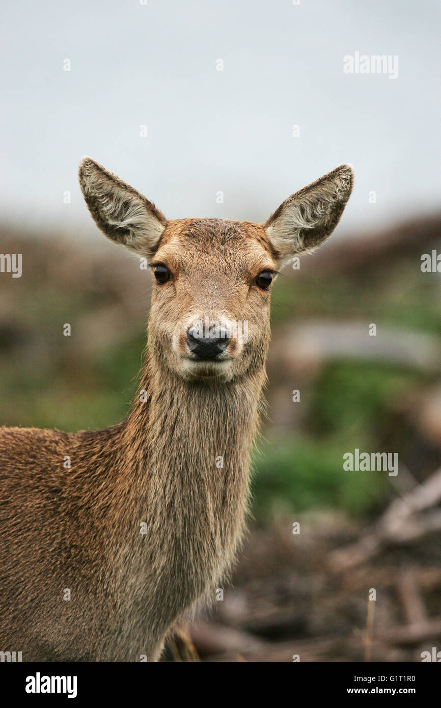 Red deer hind scotland november hi-res stock photography and images - Alamy