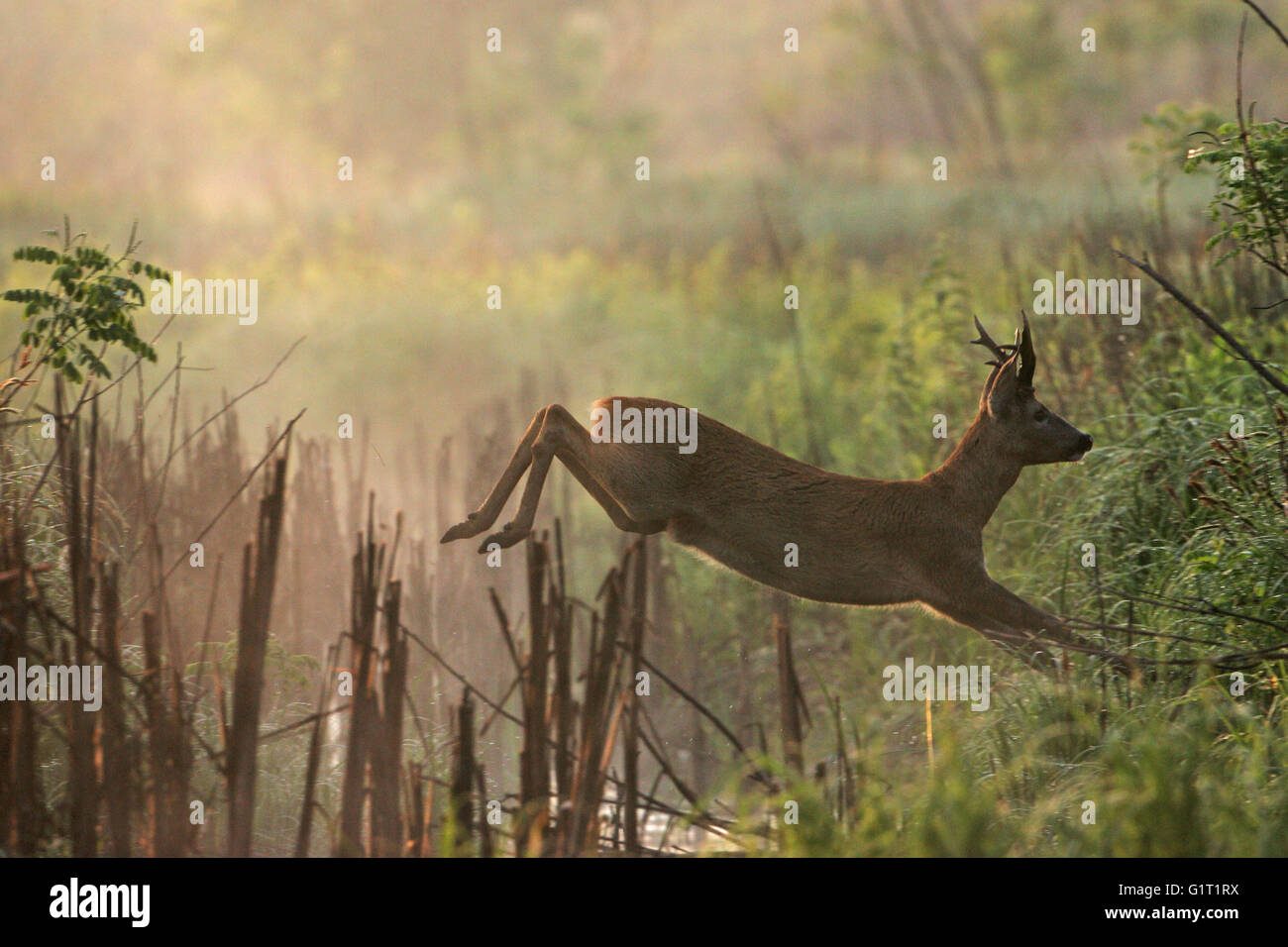 Roe deer male early summer hi-res stock photography and images - Alamy