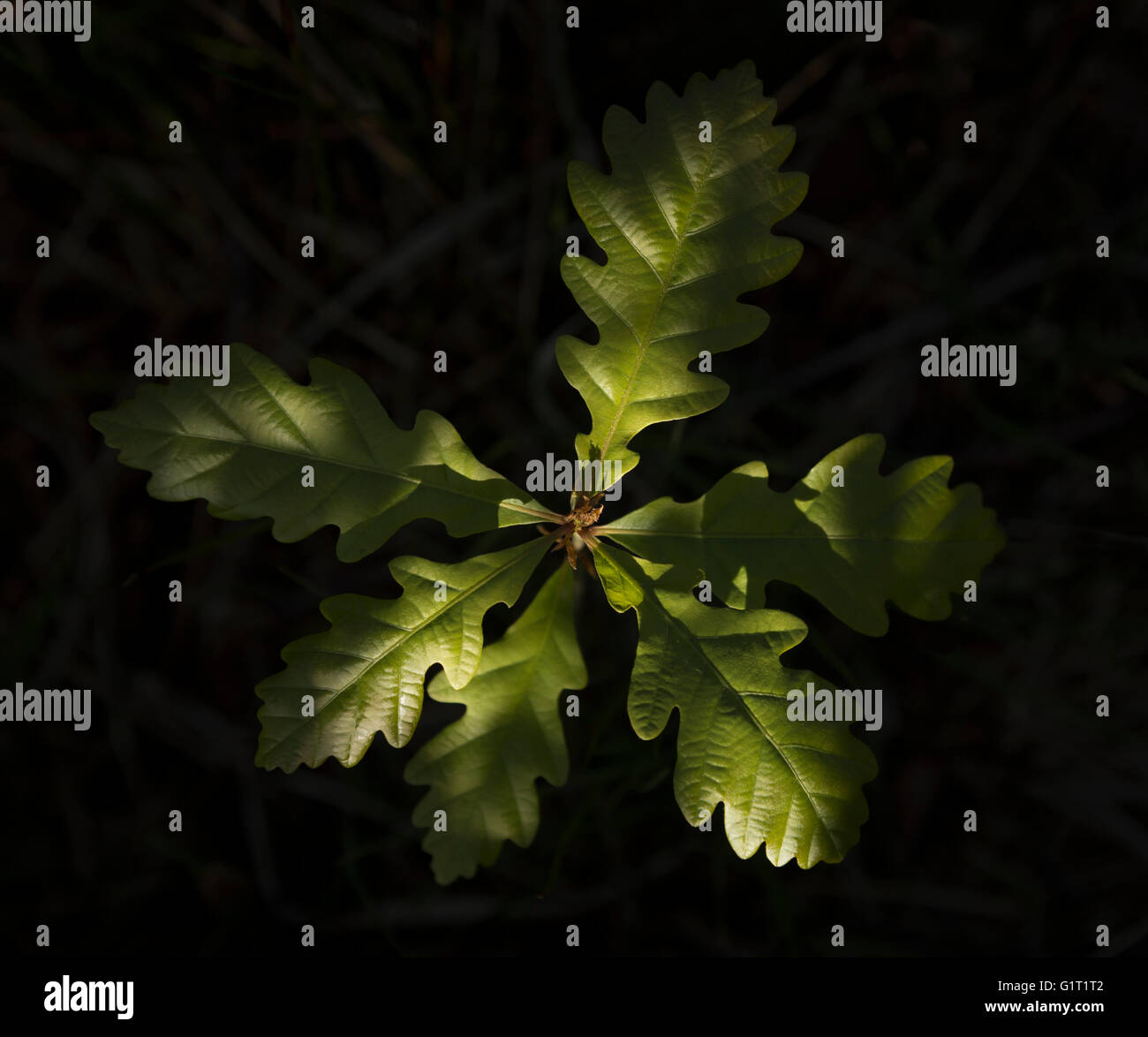 Oak sapling uk hi-res stock photography and images - Alamy