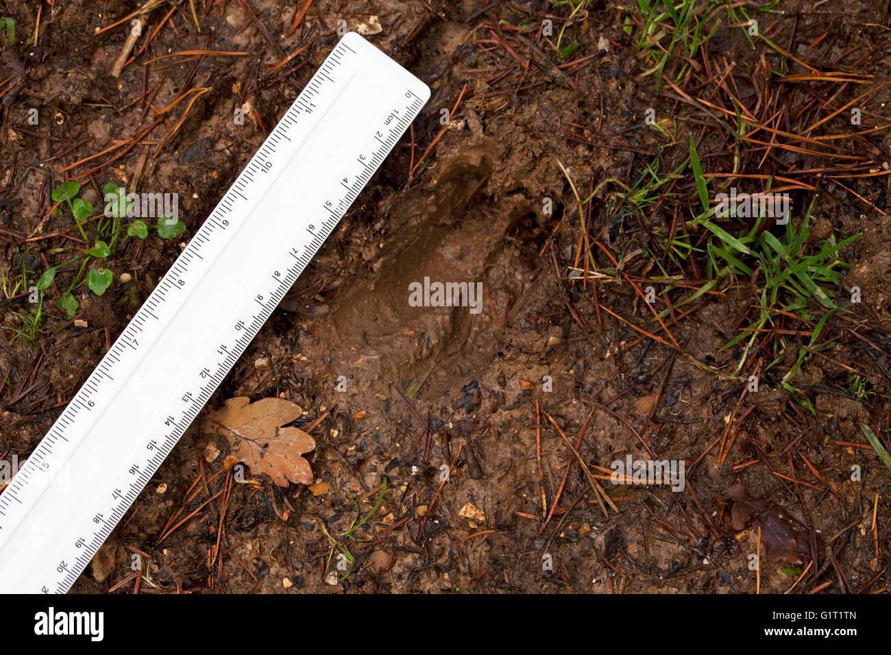 Fallow deer Dama dama footprint in mud New Forest National Park ...