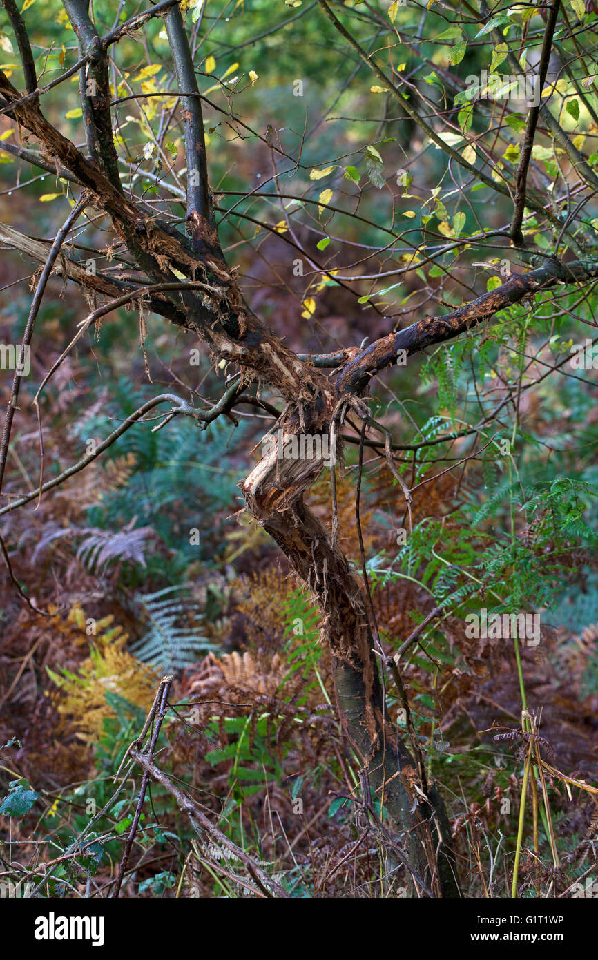 Tree damaged by Fallow deer Dama dama territorial marking during the ...