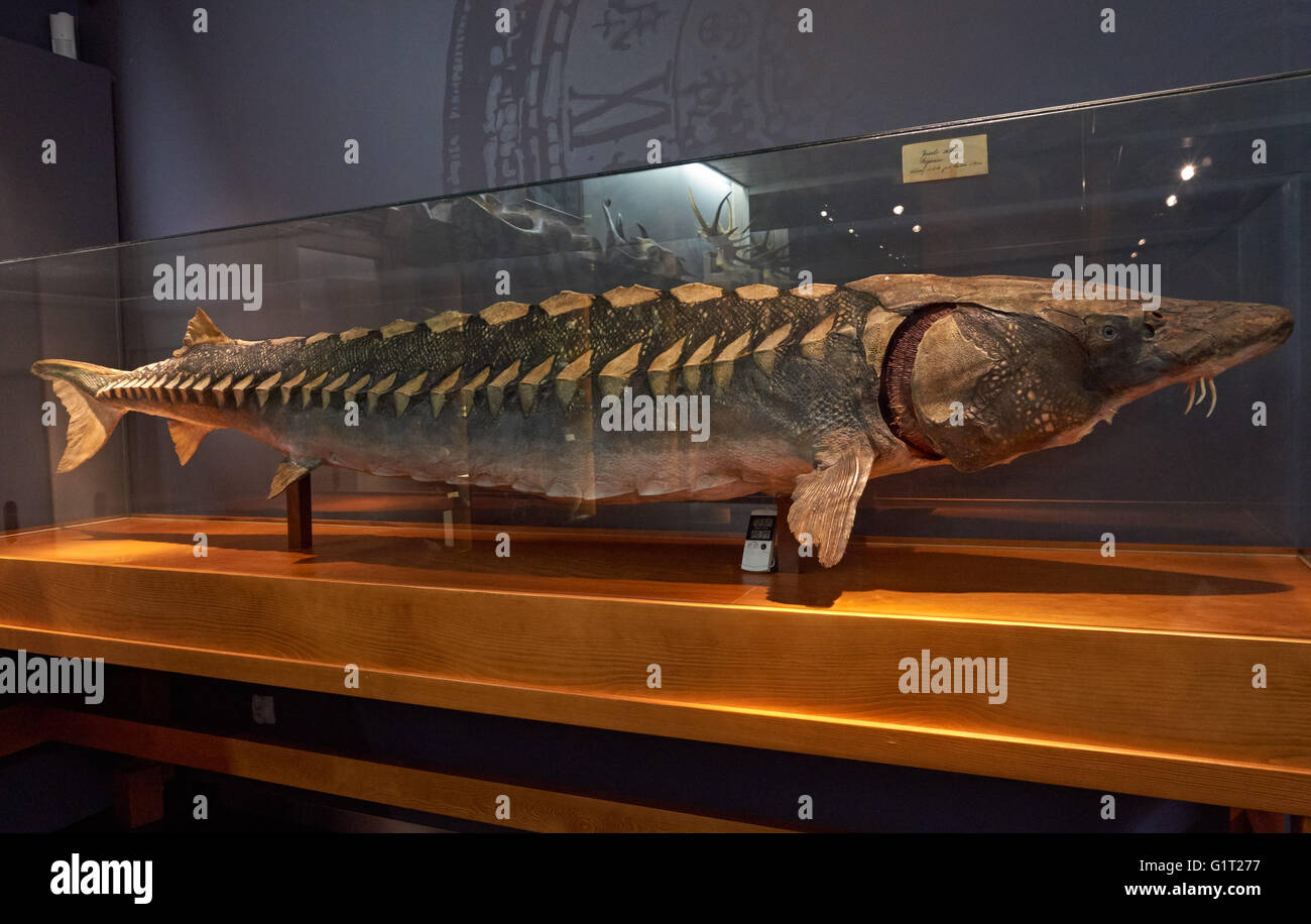 Common atlantic sturgeon hi-res stock photography and images - Alamy