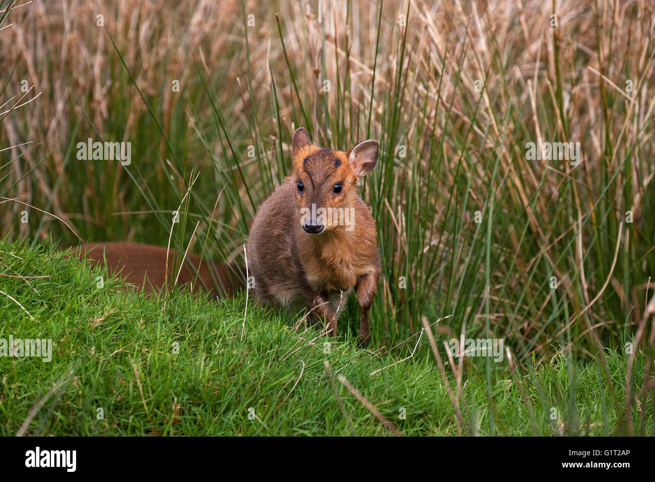 Muntjac Muntiacus reevesi [captive] West Country Wildlife Photography ...
