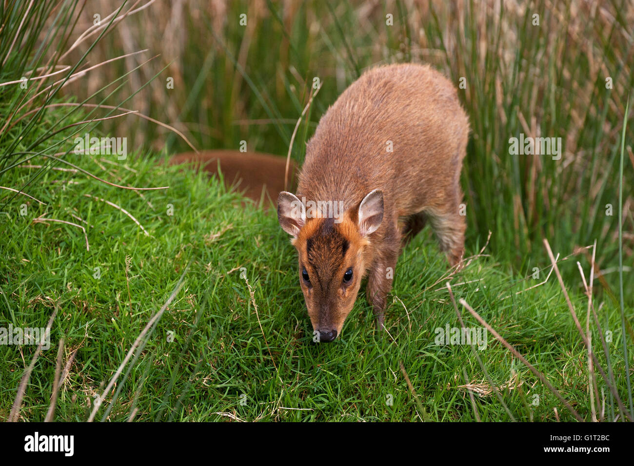 Muntjac Muntiacus reevesi [captive] West Country Wildlife Photography ...