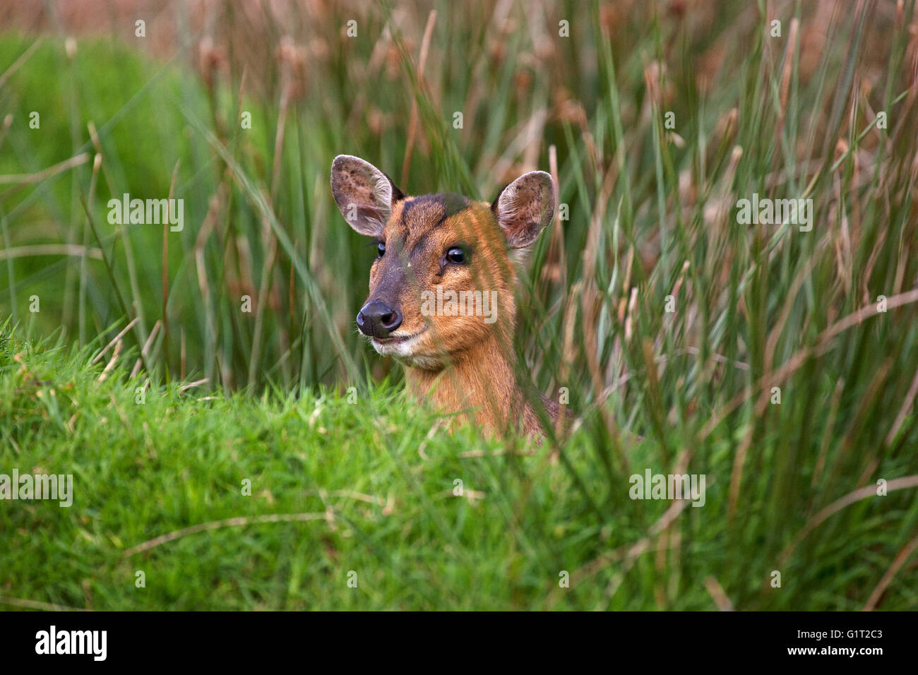 Muntjac Muntiacus reevesi female [captive] West Country Wildlife ...