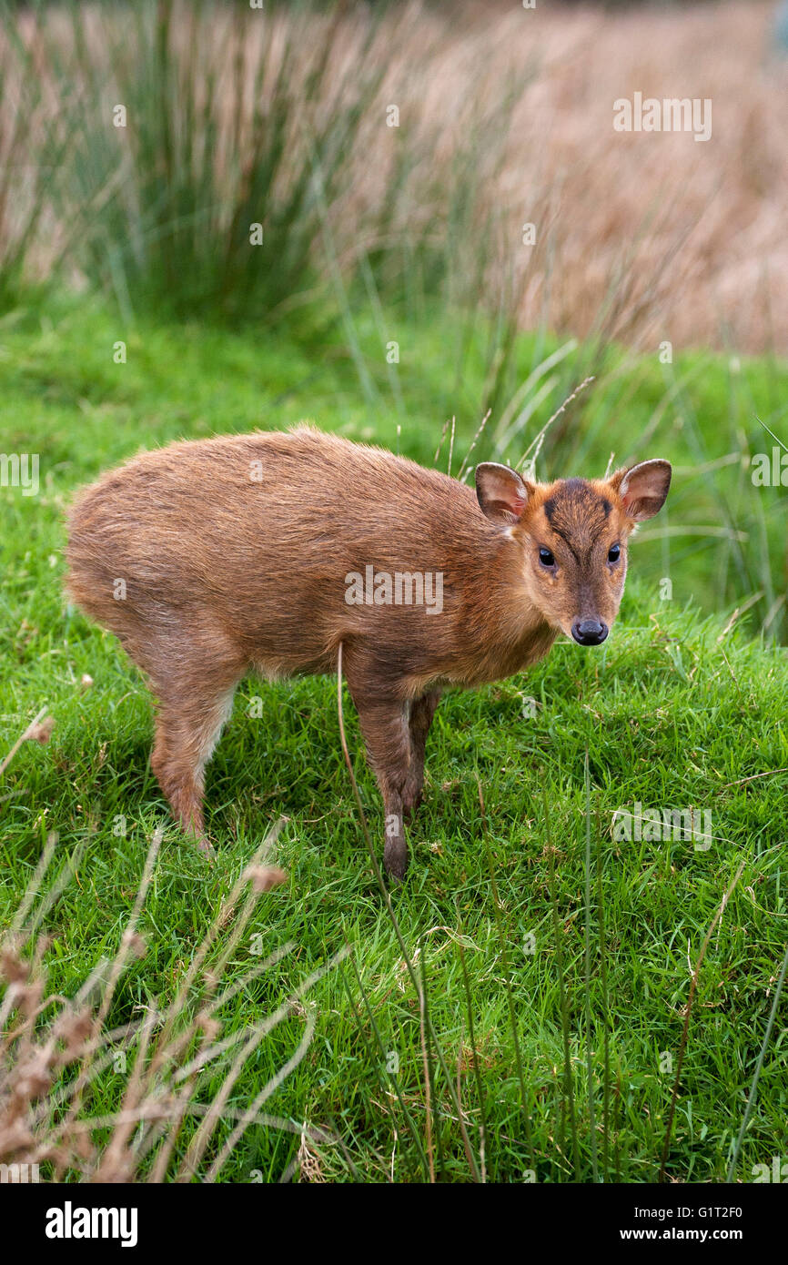 Muntjac Muntiacus reevesi [captive] West Country Wildlife Photography ...