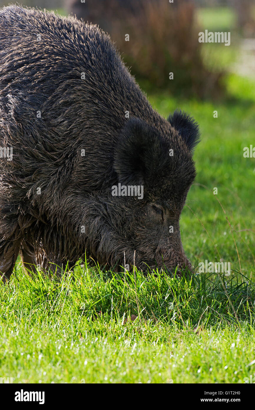 Feeding captive hi-res stock photography and images - Alamy
