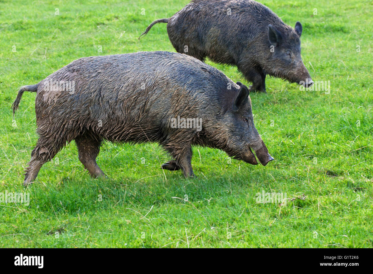 Wild boar Sus scrofa [captive] West Country Wildlife Photography Centre ...