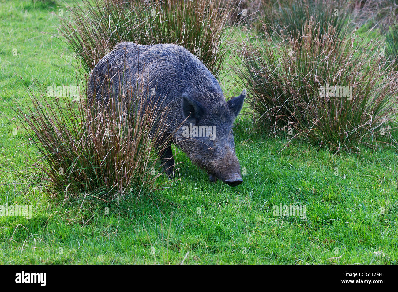 Wild boar Sus scrofa [captive] West Country Wildlife Photography Centre ...