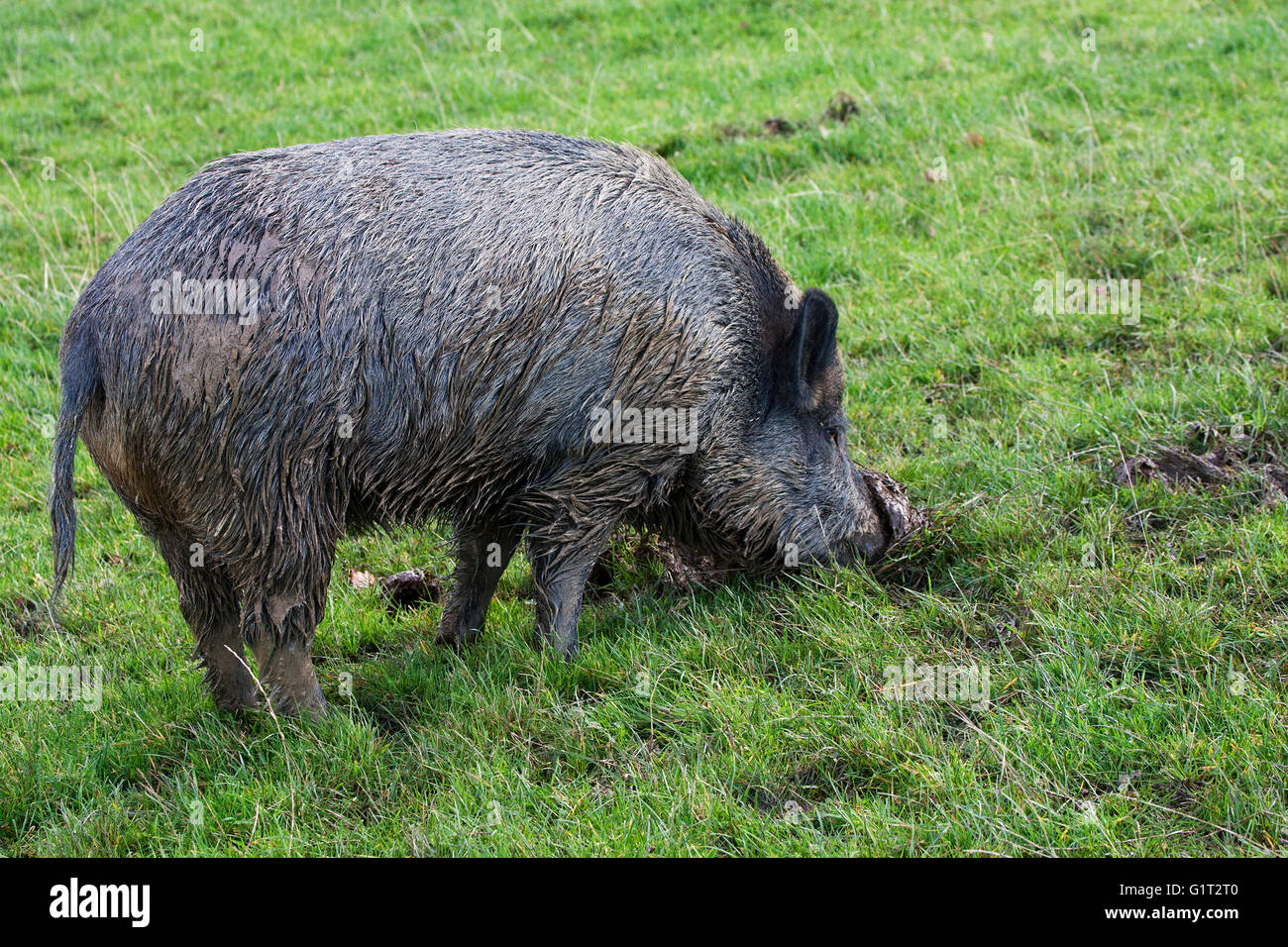 Feeding captive hi-res stock photography and images - Alamy