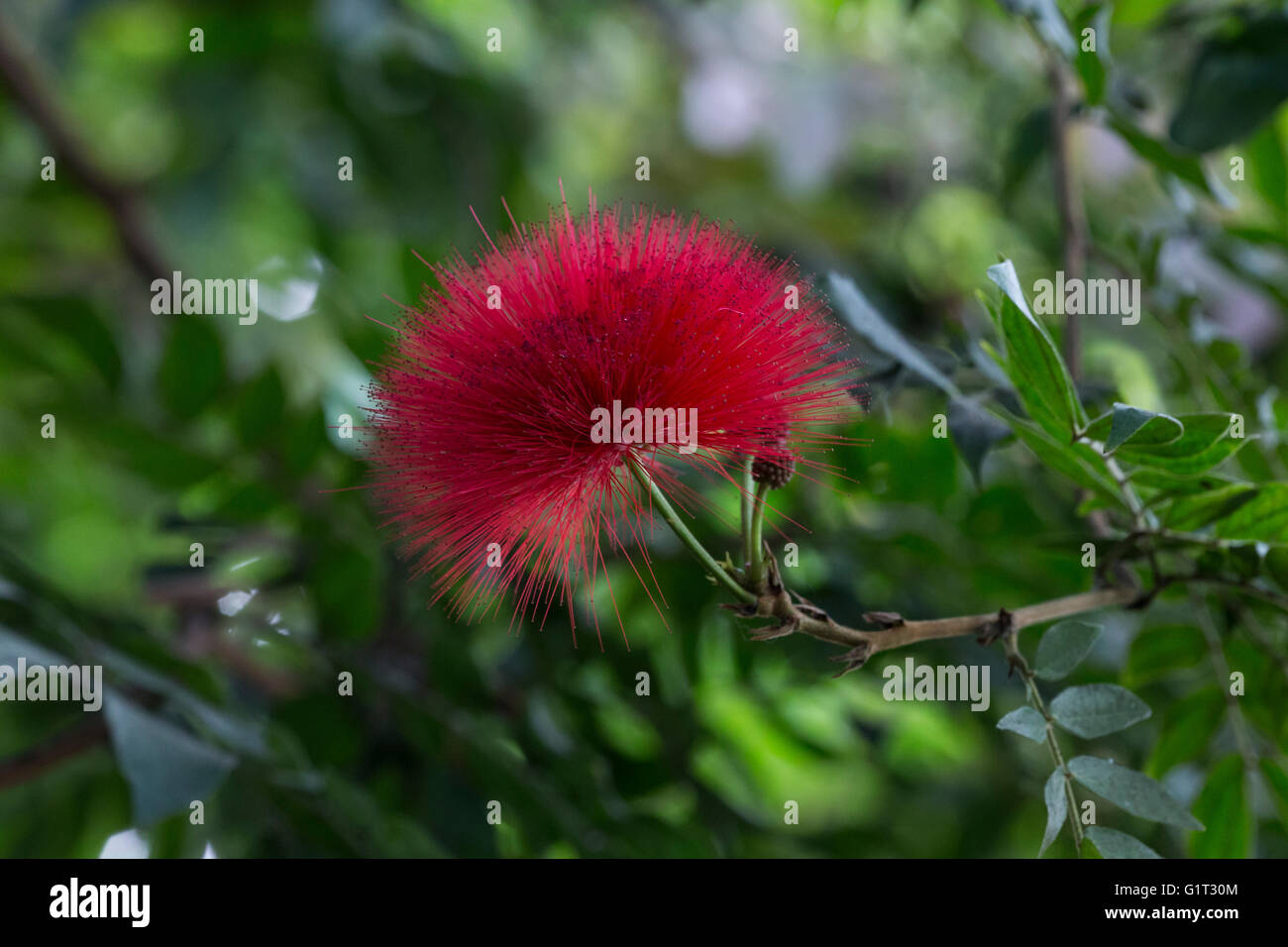 Powder puff tree hi-res stock photography and images - Alamy