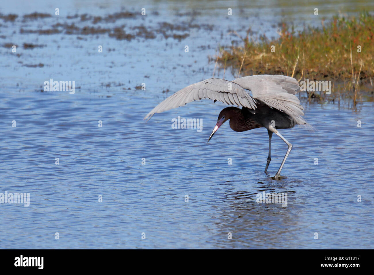 Shallow estuary hi-res stock photography and images - Alamy