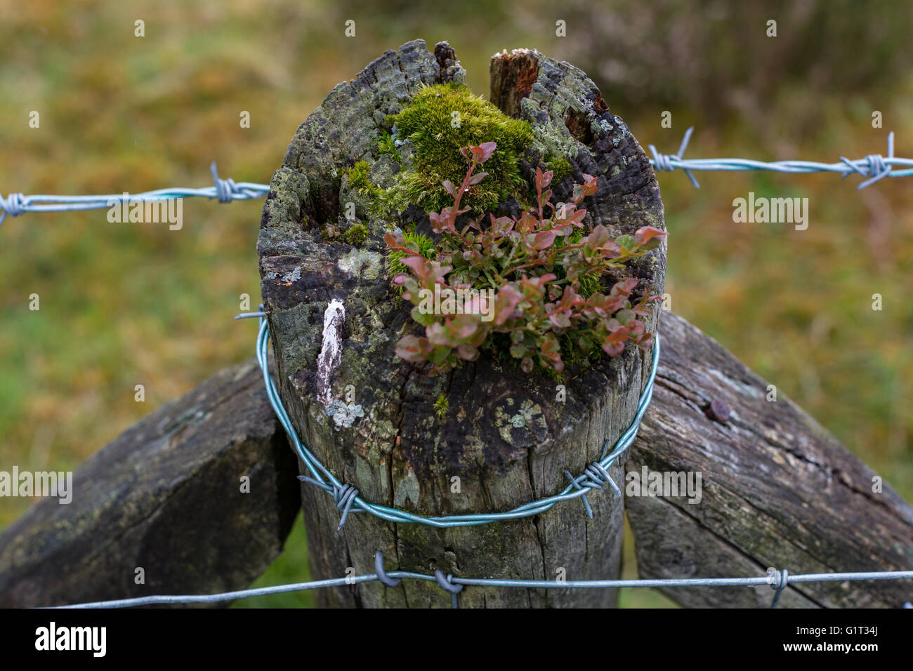 Barbed Wire With Plants High Resolution Stock Photography and Images ...