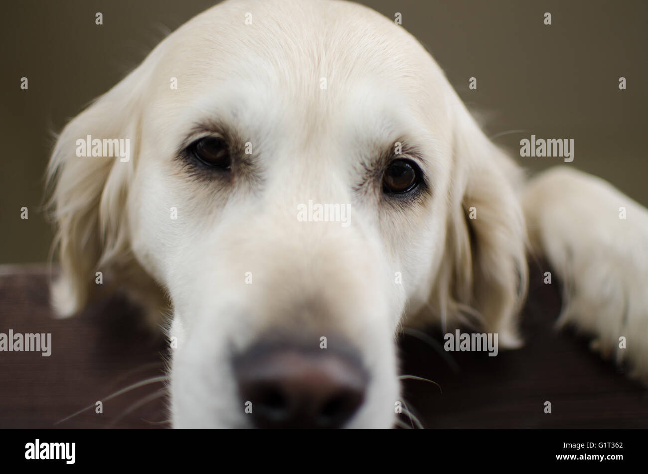Golden retriever dog portrait hi-res stock photography and images - Alamy